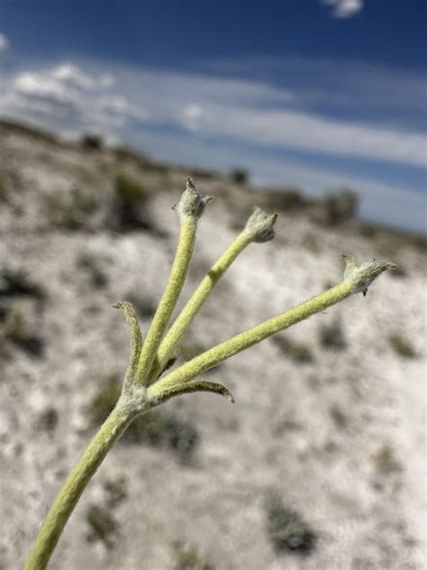 Sons Buckwheat Search Native Plant Hub