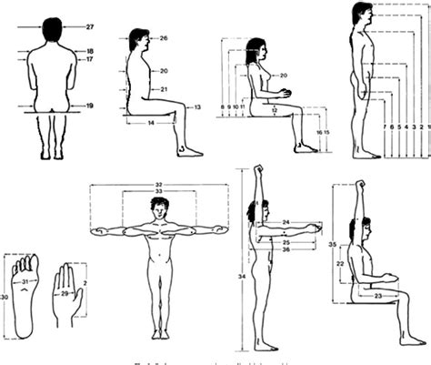 Anthropometrics And Ergonomics Anthromania