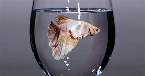 E갤러리 유리컵 속 금붕어와 눈이 마주치다김영성 무생물 Kunst Ideen Malerei Aquarellmalerei