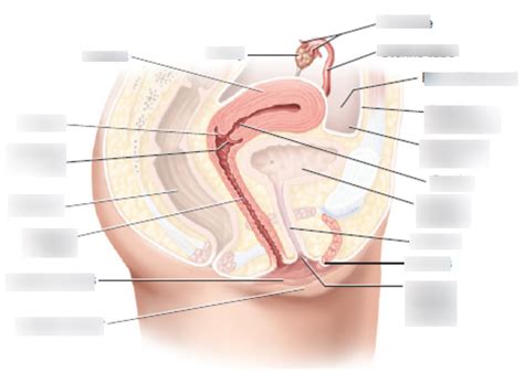 Midsagittal Section Female Pelvis Diagram Quizlet