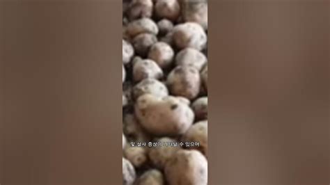 파란감자 감자 독성 파랗게 변한 감자 함부로 먹지 마세요 Youtube