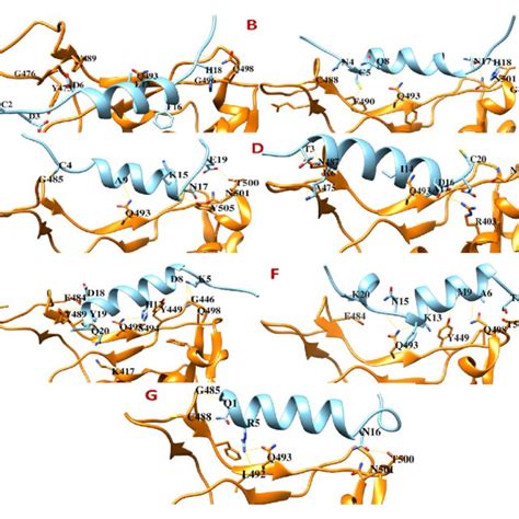 The Binding Interfaces Between Sars Cov 2 Spike Receptor Binding Domain Download Scientific