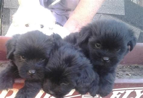 Adopt Last Cockapoo Darling On Petfinder Kitten Adoption Puppy