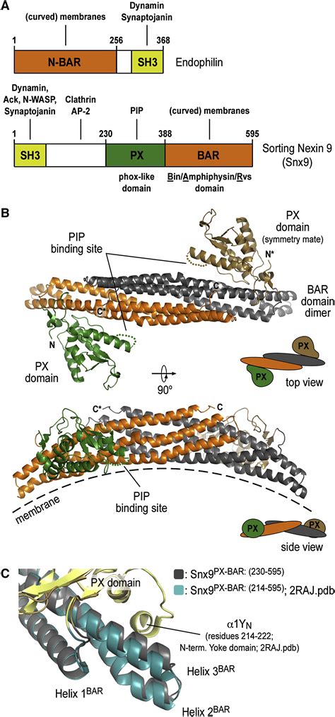 Structure And Plasticity Of Endophilin And Sorting Nexin 9 Structure