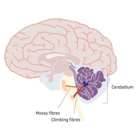 How The Cerebellum Is Involved In Our Sense Of Timing Netherlands