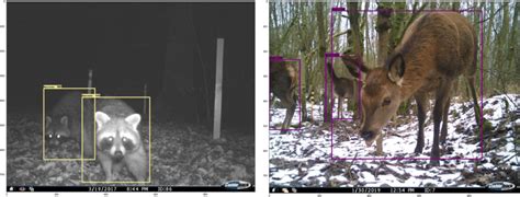 Detection And Classification Of Wildlife Species Using Download Scientific Diagram