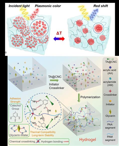Illustration Of A Plasmonic Microgels Based Patch And Patch Attached