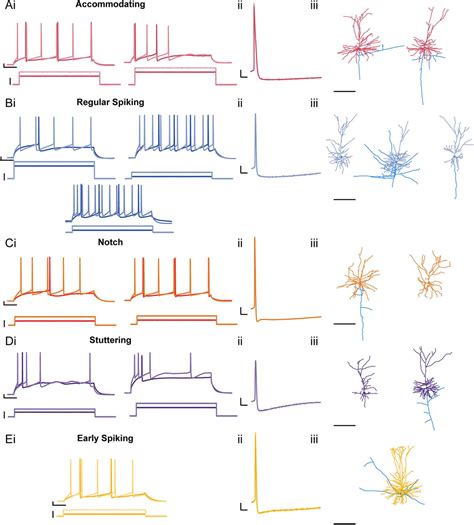 Characterizing The Diversity Of Layer 23 Human Neocortical Neurons In