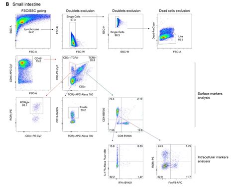 小鼠肠道固有层淋巴细胞的流式分析 哔哩哔哩