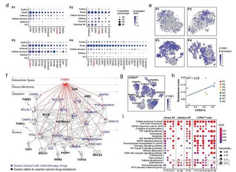 单细胞rna测序分析识别上皮性卵巢癌复发的启动者 知乎