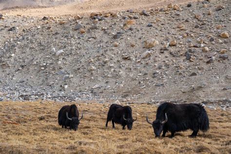 Una Vista De Un Grupo De Yacs Est Comiendo En El Campo Con La Monta A