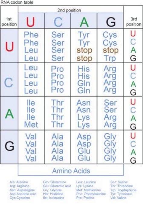 Genetic Code Activity Worksheet Genetic Code Activity Worksheet