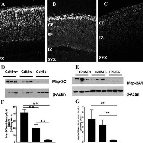 Cell Cycle Markers Are Expressed In The Cdk5 E16 5 Neocortex A C Download Scientific