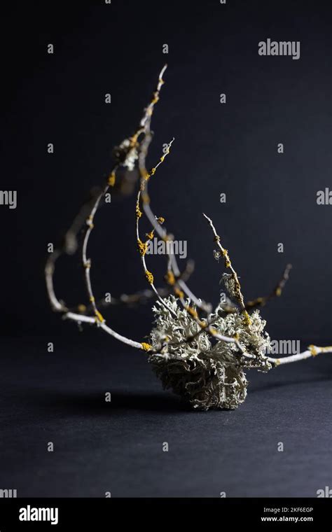 A Twig Covered In Different Types Of Lichen Against A Black Background