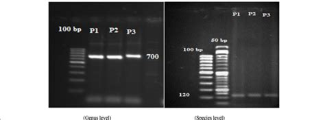 Dna Profile Generated By Phytophthora Genus And Species By Using Download Scientific Diagram