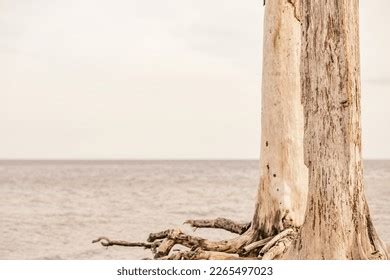 4 777 Tree Root Exposed Images Stock Photos Vectors Shutterstock