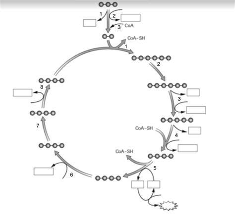 Pyruvate Oxidation And Krebs Cycle Diagram Diagram Quizlet