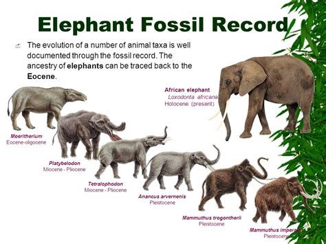 Evolution Fossil Evidence Of Elephant
