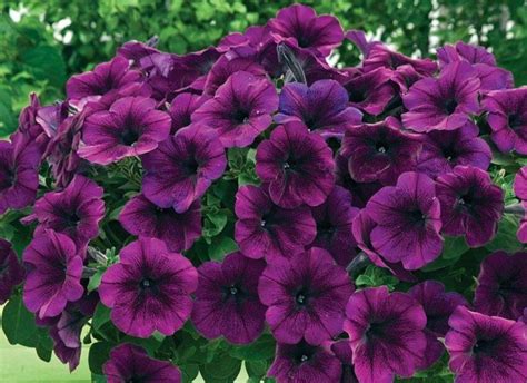 Квітникарі розповіли як виростити гарну петунію щоб квітла до морозів Читайте на Ukr Net