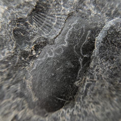 Nuculites Oblongatus Member Collections The Fossil Forum