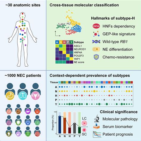 Molecular Subtypes Of Neuroendocrine Carcinomas A Cross Tissue