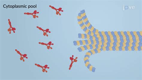 化学，第202期，红外成像，非线性光学，结构 性质，自组装，振动和频生成，和频生成显微镜，高光谱成像，材料表征，分层组织 Protocols And Video Articles