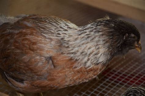 Eight Week Old Easter Egger Pullet Or Cockerel Backyard Chickens