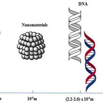 Dimension Of Different Objects In The Length Scale Download Scientific Diagram