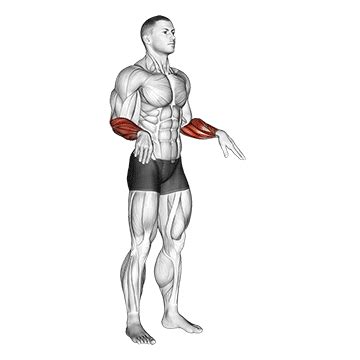 49 Best Forearm Exercises For Muscle Building