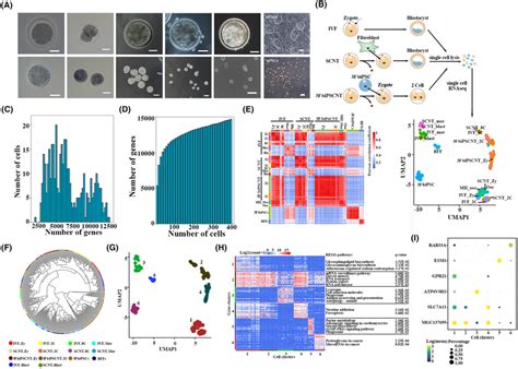 Single‐cell Transcriptomic Profiling Of Three Types Of Bovine Early