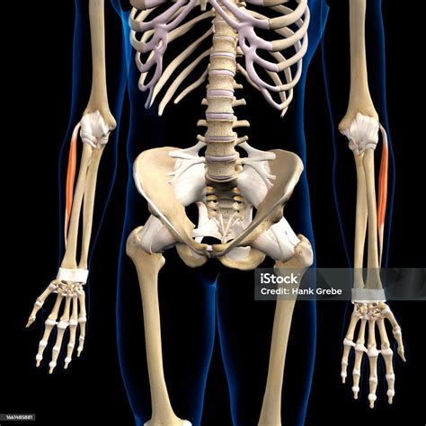 3d Rendering Of Extensor Carpi Radialis Brevis Muscles Isolated On Male Human Skeleton On Black