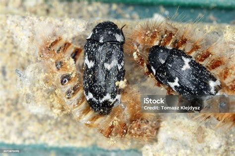 Beetle Dermestidae Megatoma Undata Young Beetles Fresh From Pupation