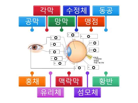 눈의 구조와 기능 Labelled Diagram