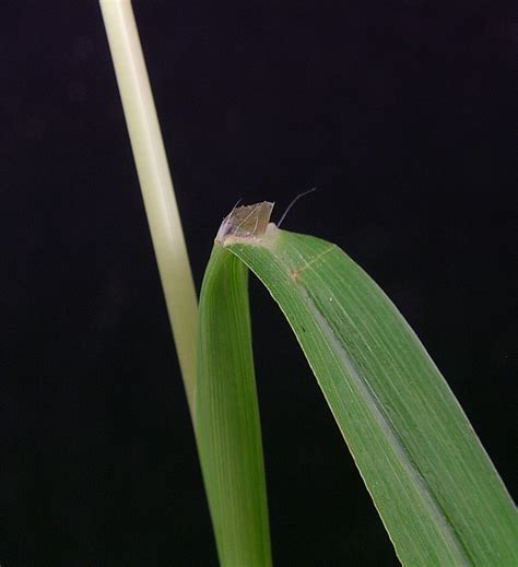 Smooth Crabgrass Weed Identification Guide For Ontario Crops Ontario Ca