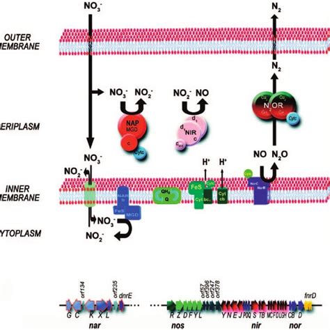 Pdf Biology Of Pseudomonas Stutzeri Microbiol Mol Biol Rev