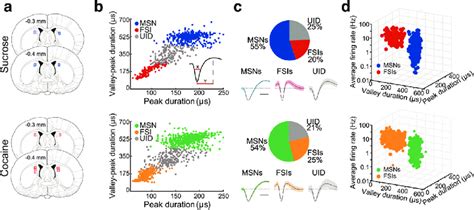 Histology And Neuron Classification A Approximate Locations Of Neural Download Scientific Histology And Neuron Classification A Approximate Locations Of Neural Download Scientific