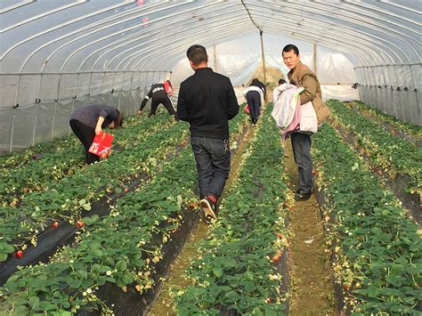 关于我们 企业文化 郴州草莓园 郴州哪里有草莓摘 郴州摘草莓首选陈勇草莓园 华塘侯家草莓园 奶油草莓园