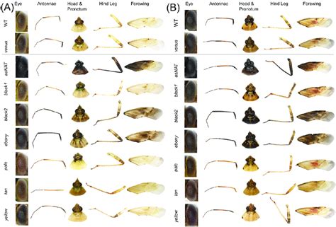 Effects Of RNA Interference Mediated Knockdown On Lygus Hesperus