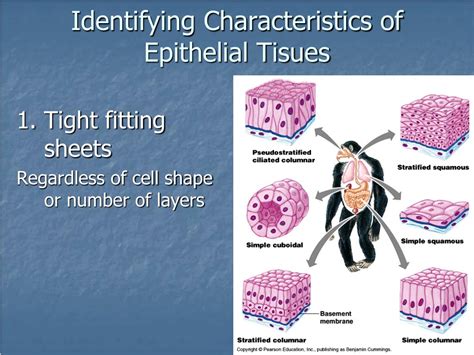 Ppt Tissues Introduction Epithelial Tissue The Best Porn Website