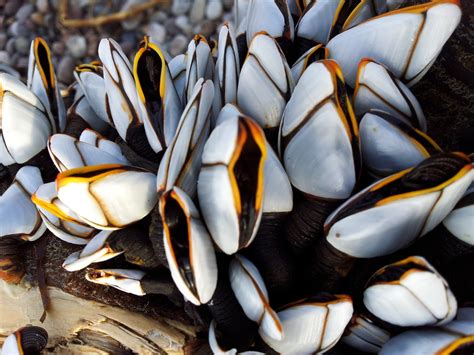 Arthropod And Echinoderm Marine Biology