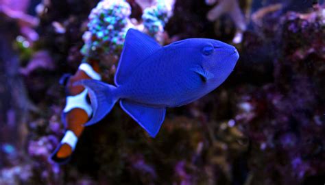 Types Of Triggerfish