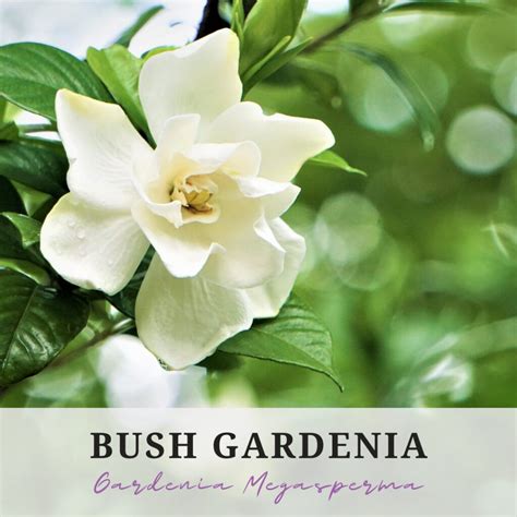 Bush Gardenia Aquarius Rising Astrology