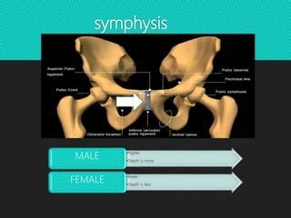 Determination Of Sex From Skeletal Remains PPTX