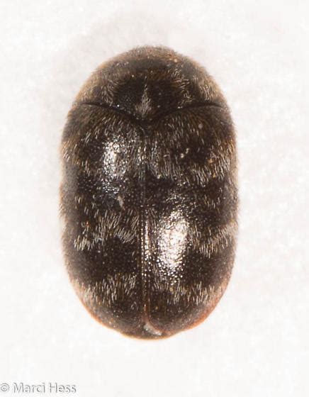 Trogoderma Bugguide Net