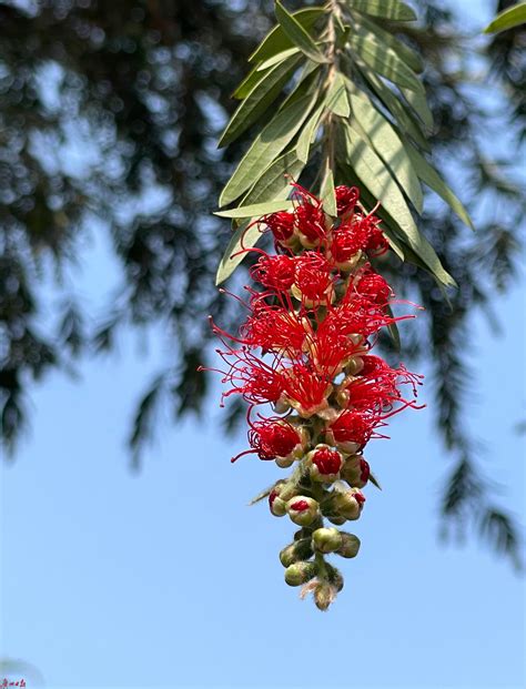 繁花三月来广州，看“能开花的柳树”
