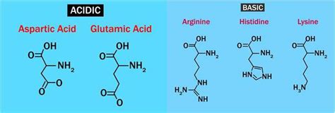 Basic Amino Acids Vs Acidic Amino Acids Key Differences Boc Sciences