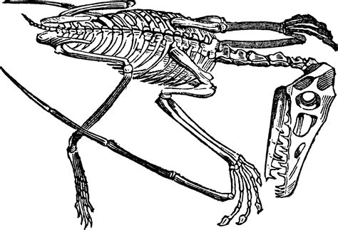 Pterodactyle Skeleton Vintage Illustration 13688023 Vector Art At