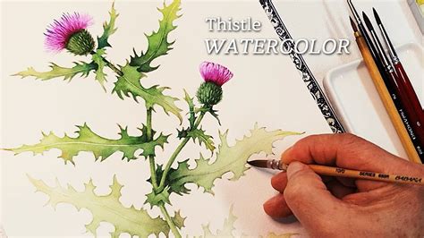 엉겅퀴 그리기ㅣ수채화 Youtube