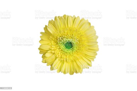 흰색 배경 고립 된 클로즈업 단일 오렌지 거버 꽃 데이지 헤드 탑 뷰 낭만적 인 인사말 카드 장식 장식 디자인 요소 식물 성 무늬에 노란색 거베라 꽃 하나 0명에 대한 스톡
