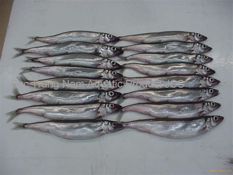 Frozen Female Capelin From Vietnam Buying Leads